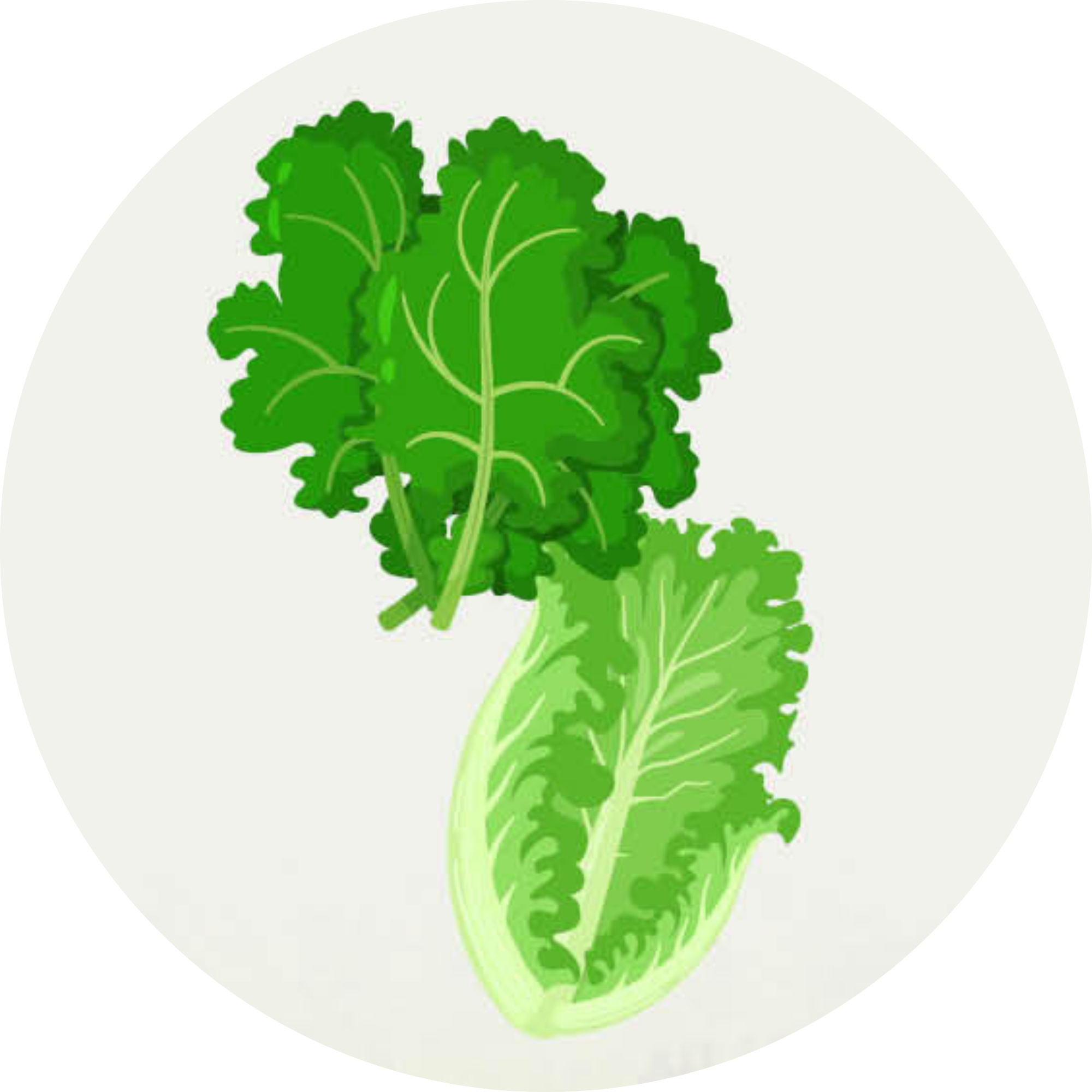 Lettuce Begin: Grow Your Own Salad Garden - Palatine Park District